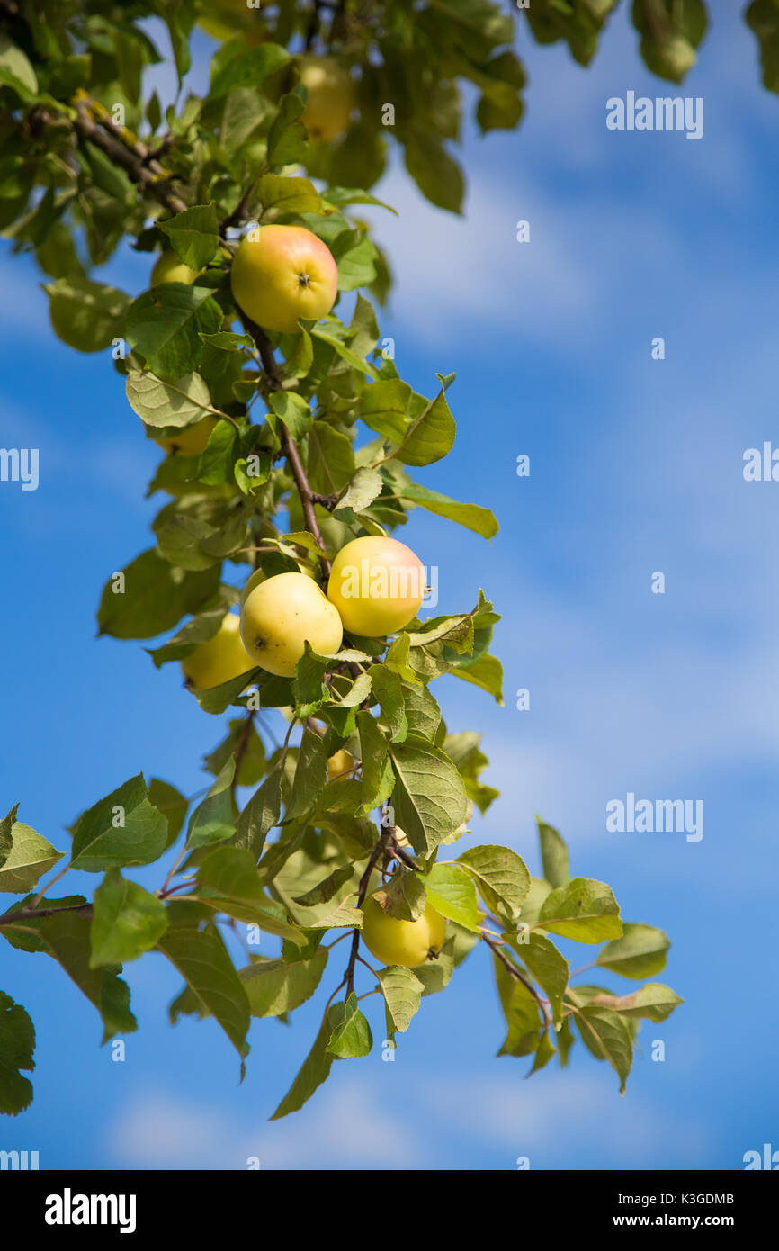A beautiful natural apples hanging in the apple tree in the end of ...