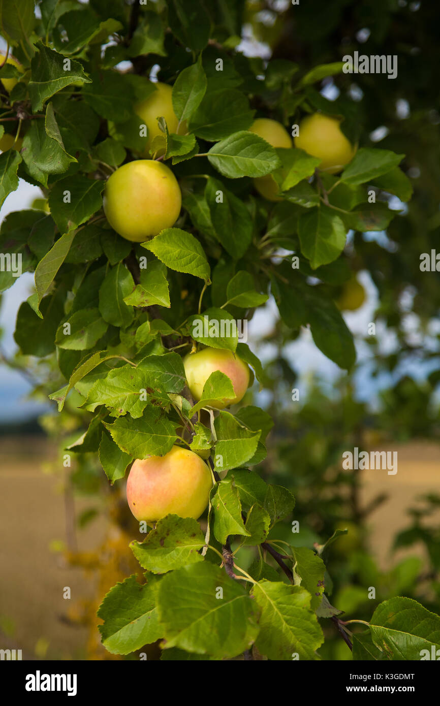 A beautiful natural apples hanging in the apple tree in the end of ...