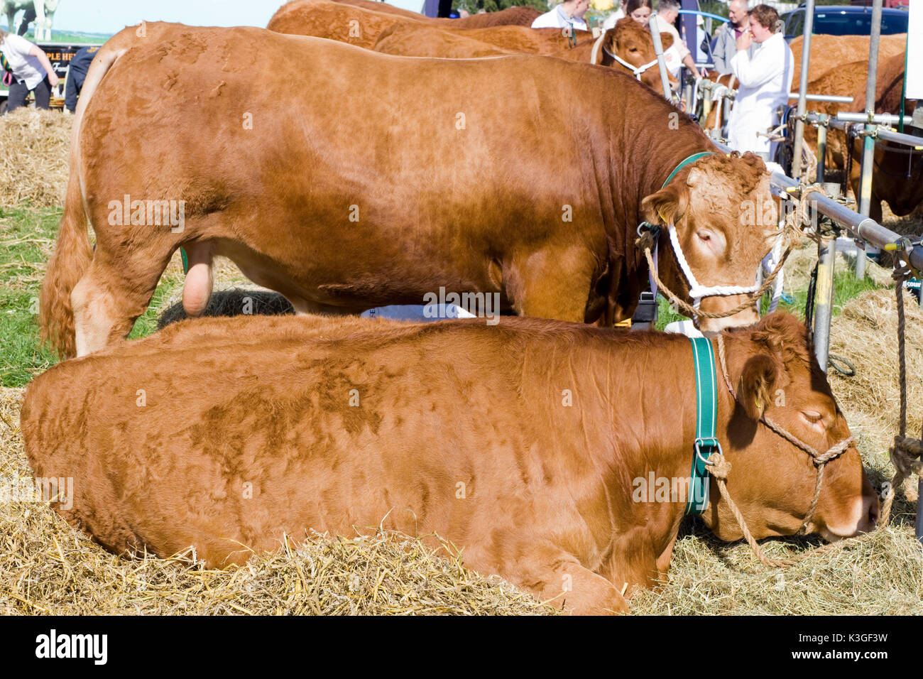 Limousin bulls hi-res stock photography and images - Alamy