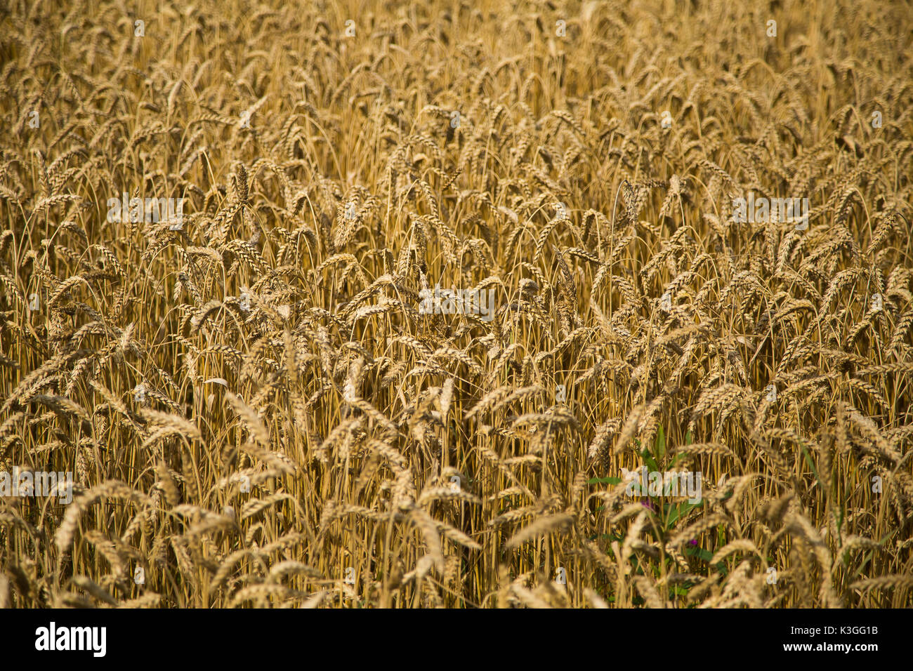 A beautiful closeup pattern of a grain field at the end of summer ...