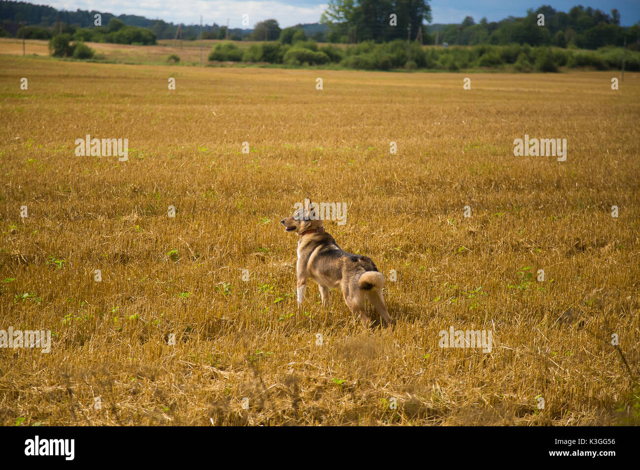 A friendly wolf like hunting dog enjoying free time in the field. Dog ...