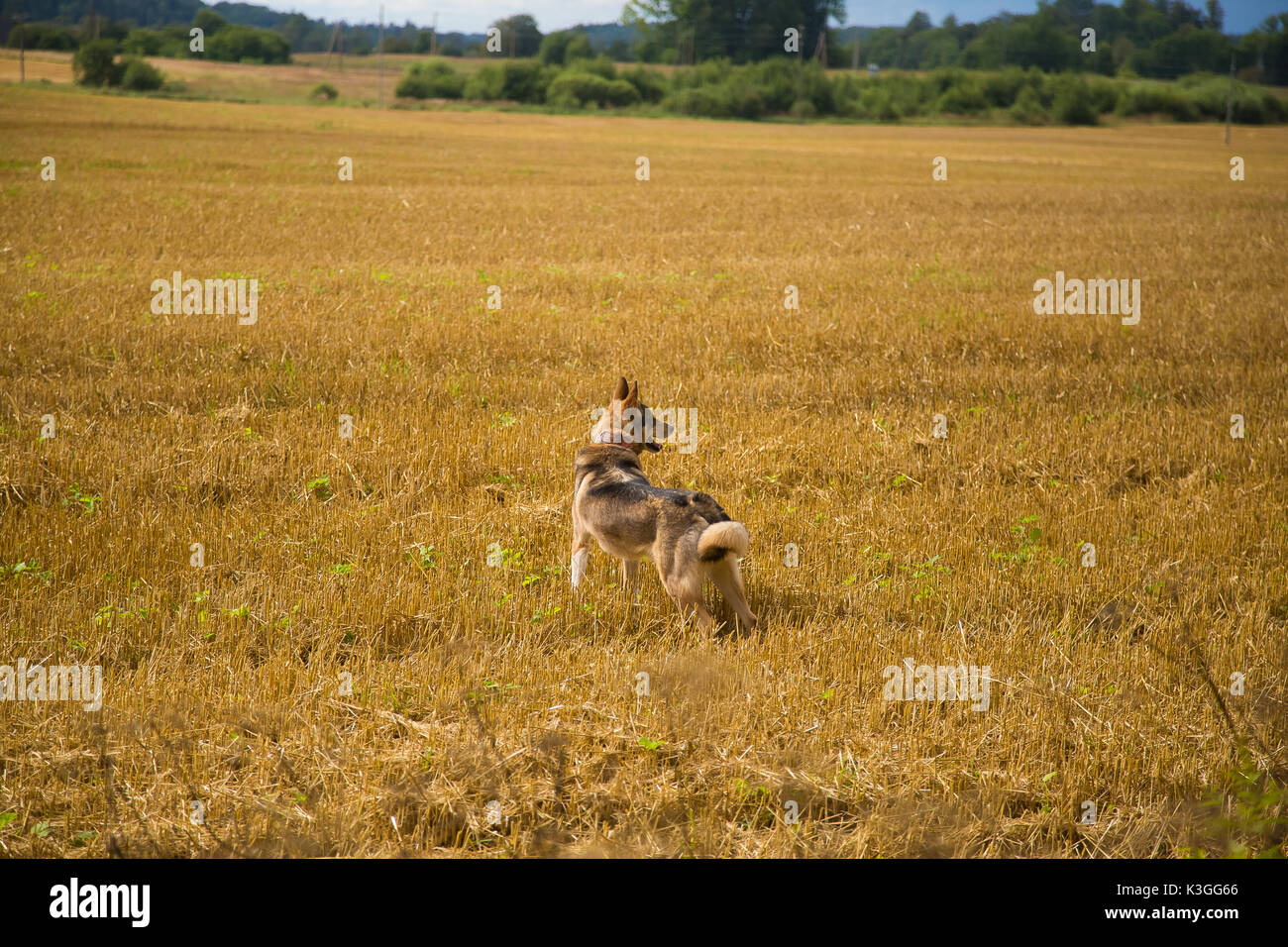 A friendly wolf like hunting dog enjoying free time in the field. Dog ...