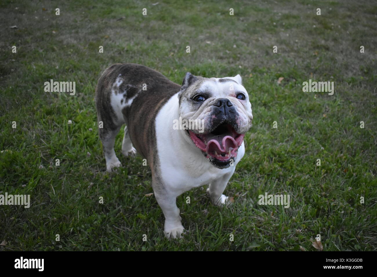 Grey English Bull Dg Up Close Stock Photo - Alamy