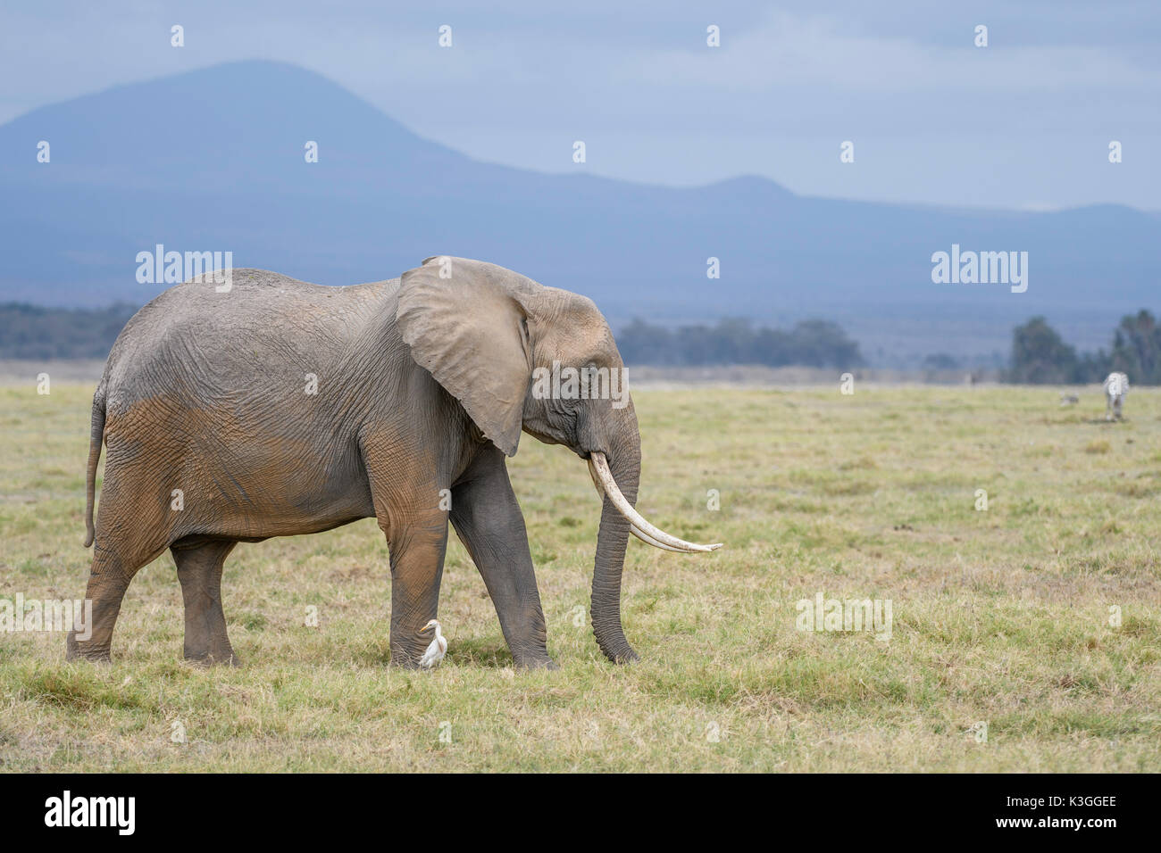 Elephant, Amboseli National Park, Kenya Stock Photo - Alamy