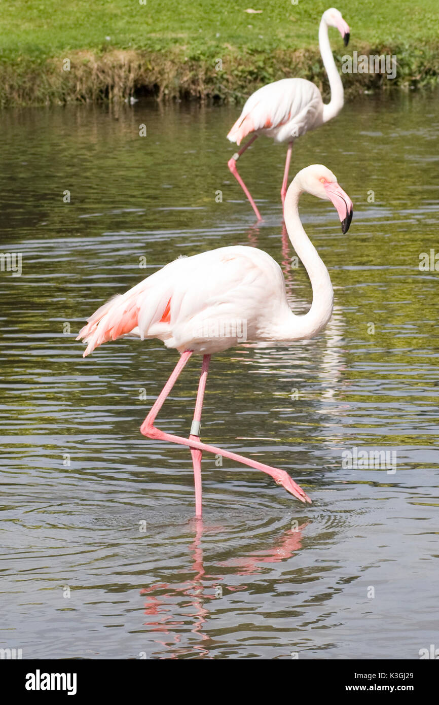 Pink flamingo in farm hi-res stock photography and images - Alamy