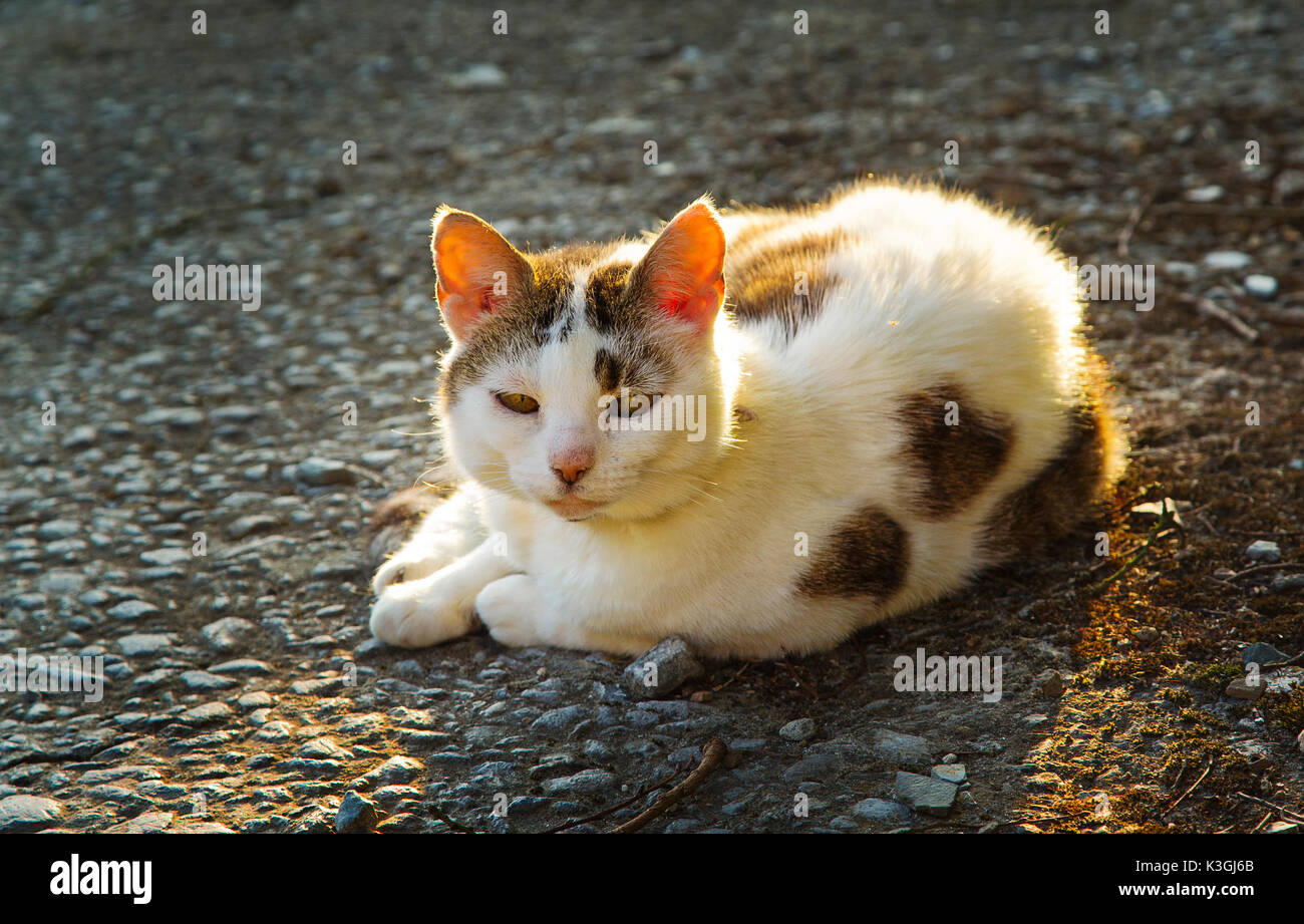 Cat in the sun Stock Photo - Alamy