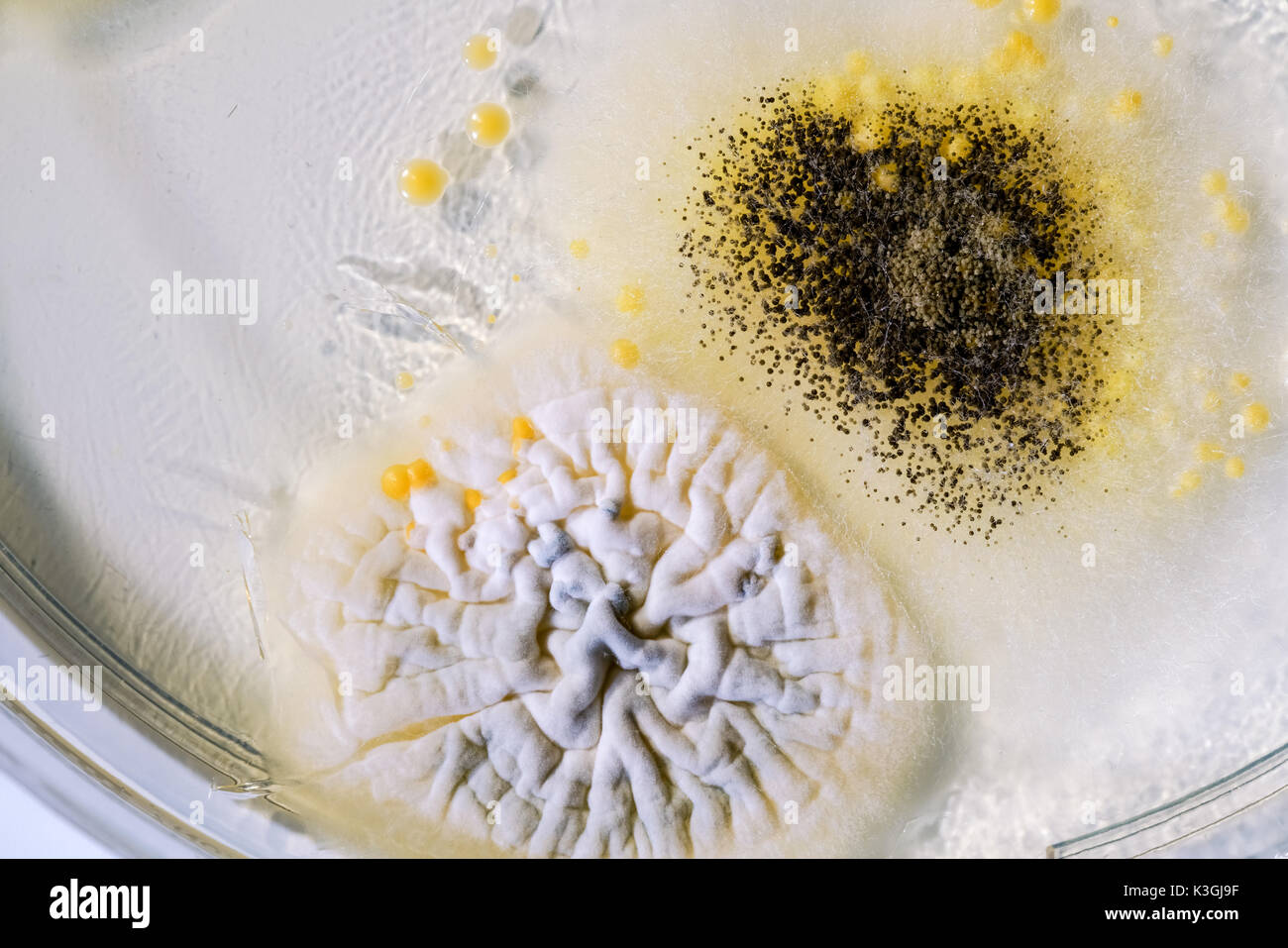Samples of bacteria hi-res stock photography and images - Alamy