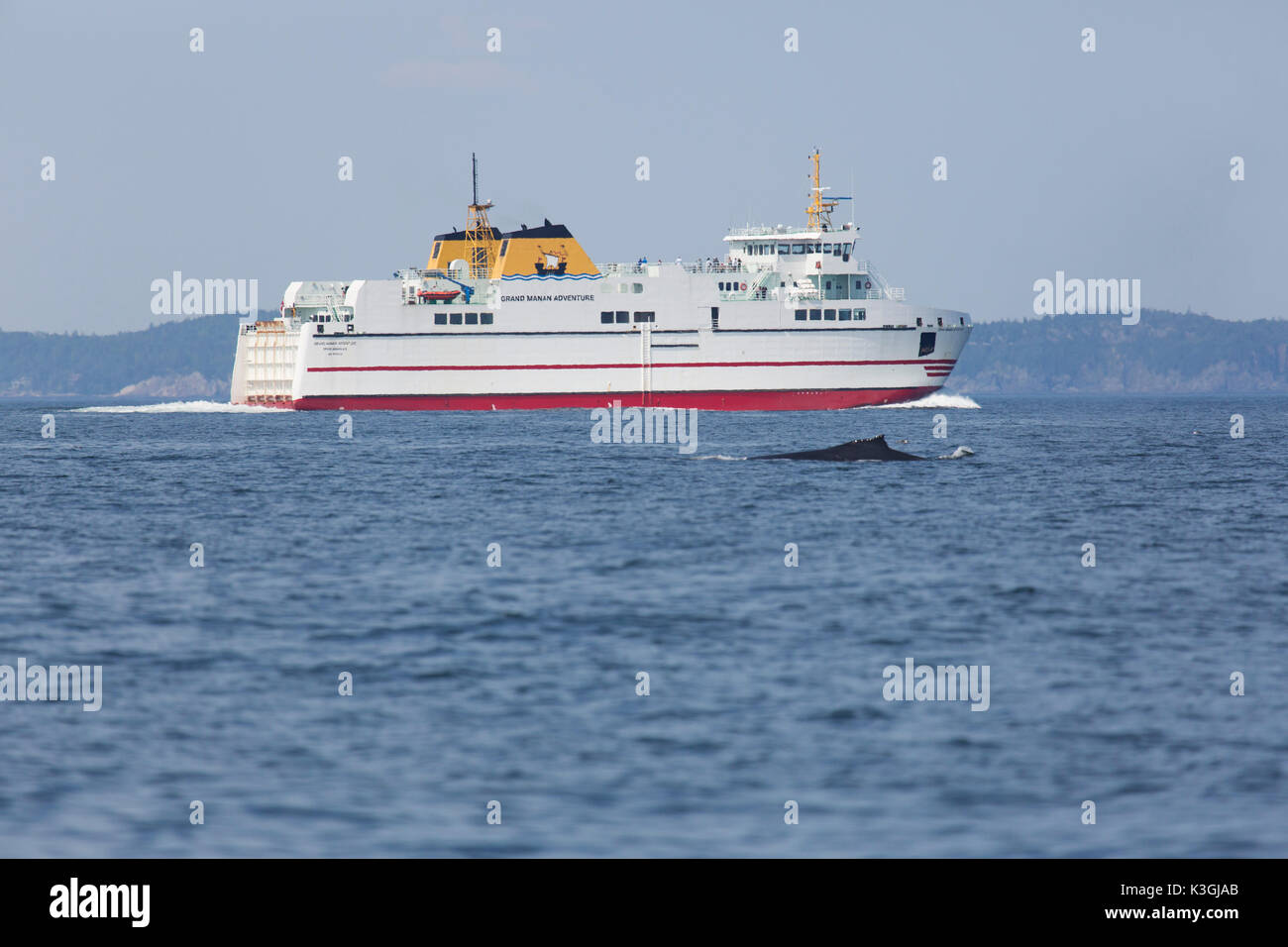 A humpback whale close to the Grand Manan ferry in the Bay of Fundy ...
