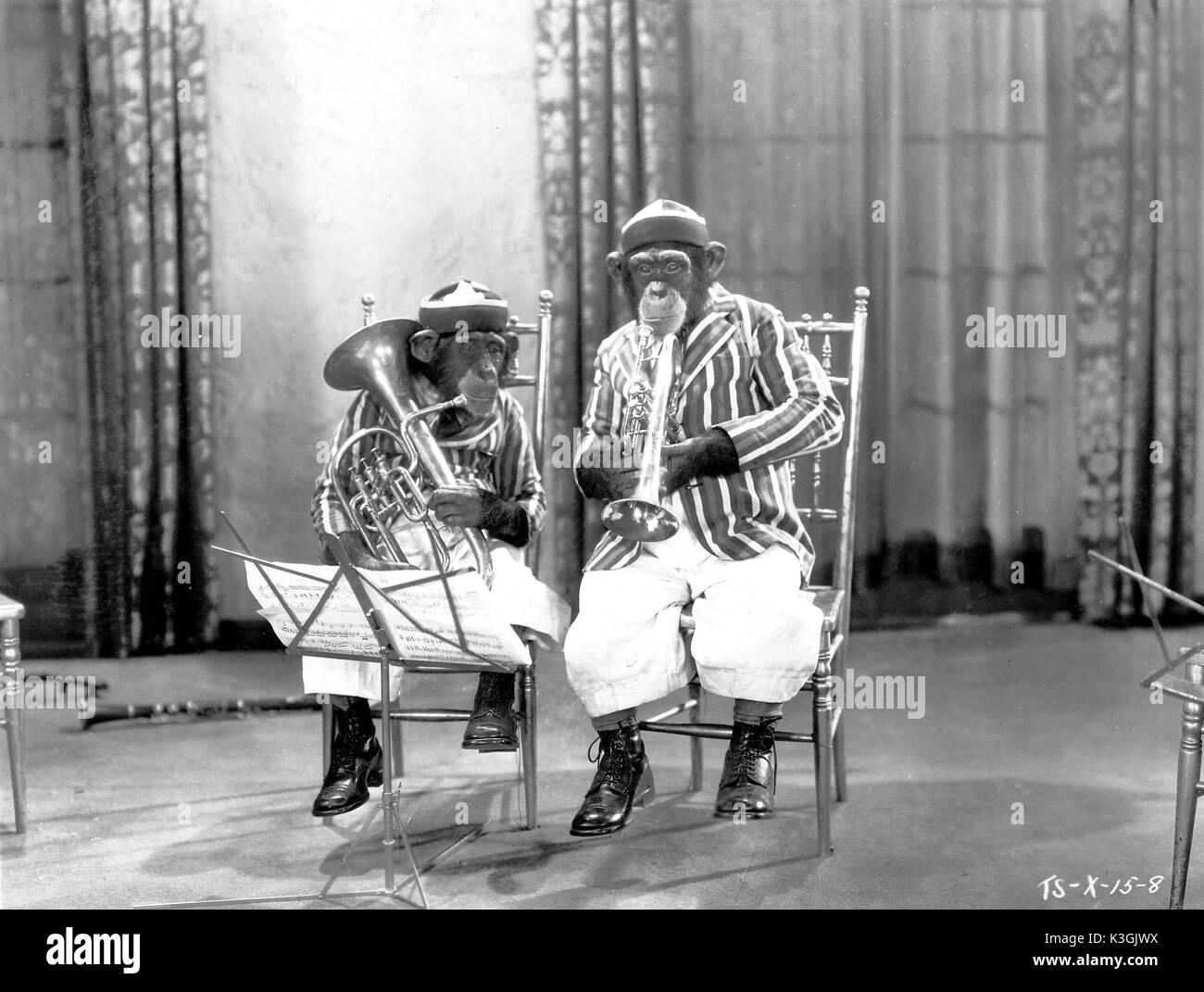 CHIMPANZEES PLAYING MUSICAL INSTRUMENTS Stock Photo - Alamy