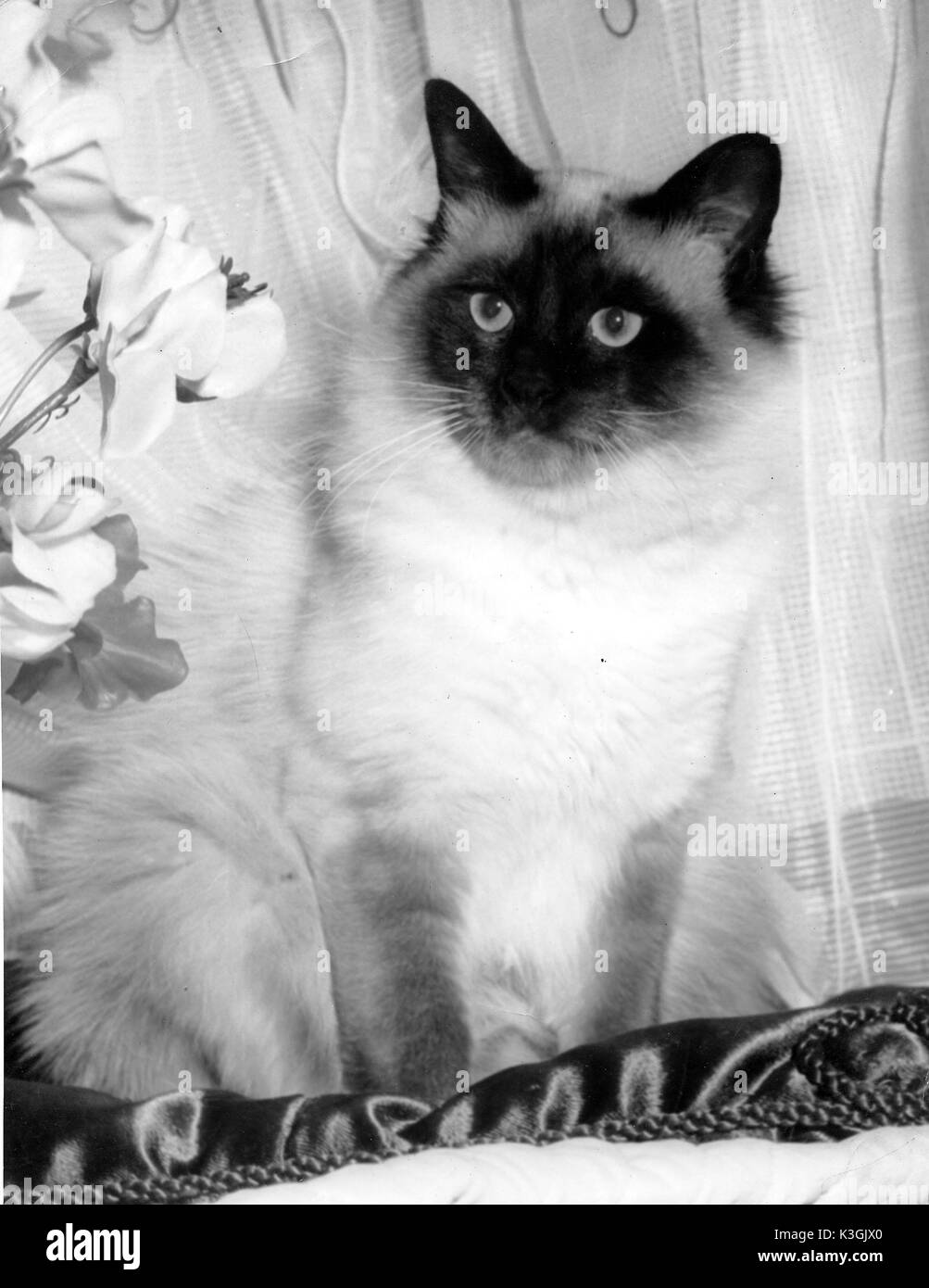 Ailurophobia or gatophobia – cats hi-res stock photography and images ...