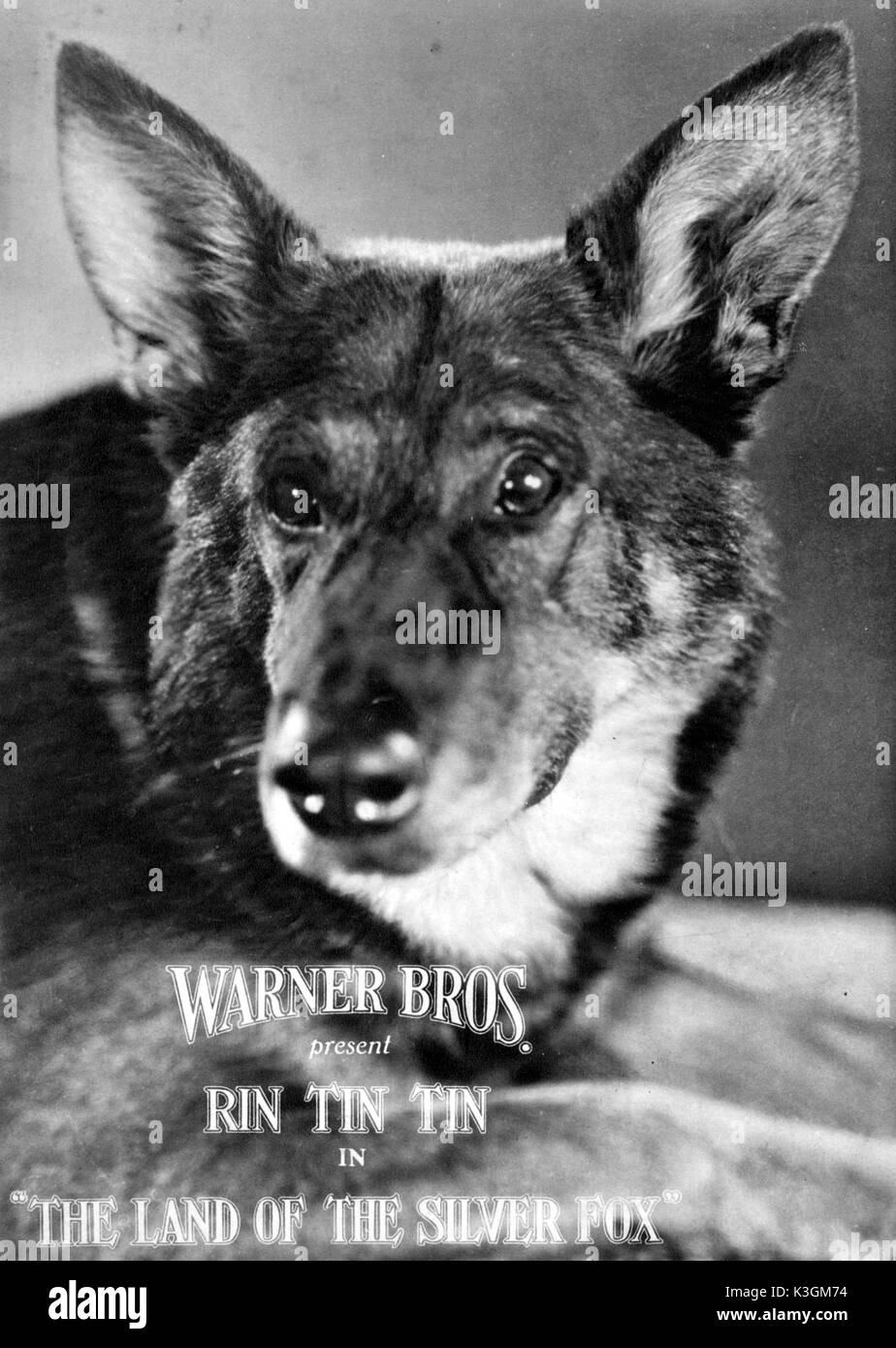 THE LAND OF THE SILVER FOX RIN-TIN-TIN Stock Photo - Alamy