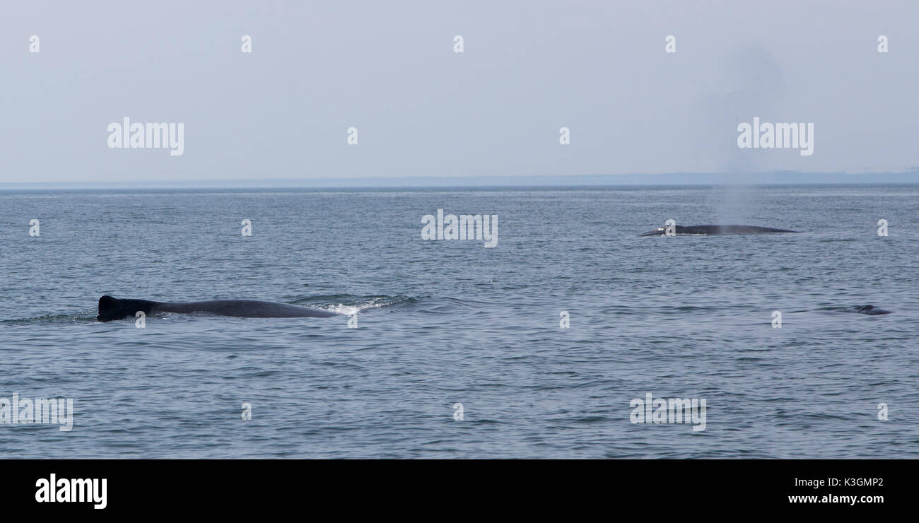Bay of fundy whales hi-res stock photography and images - Alamy