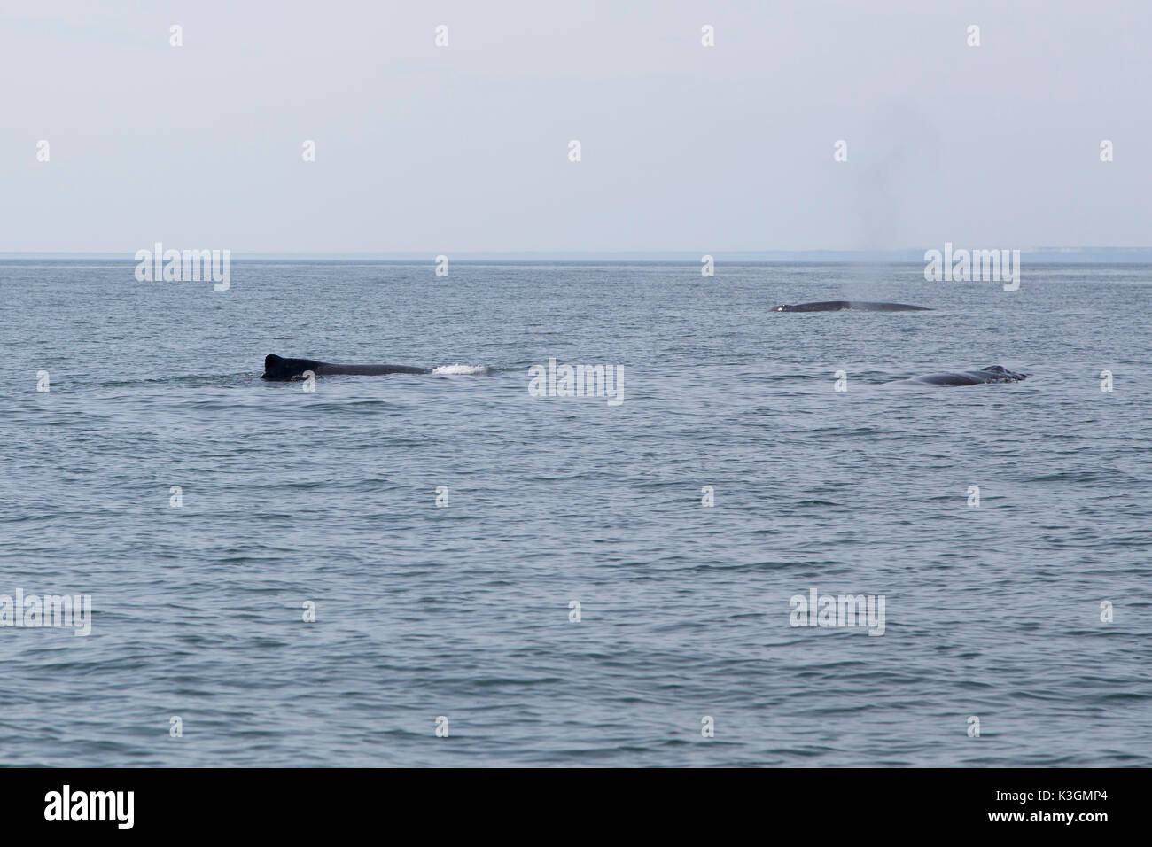 Two humpback whales and a fin while in the Bay of Fundy, Canada. They ...