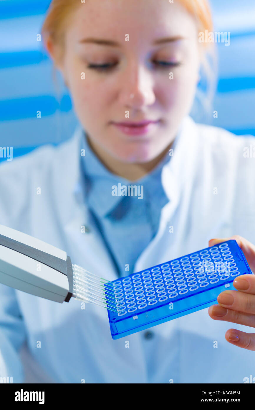 using a multi channel pipette for pcr processing in microbiological ...