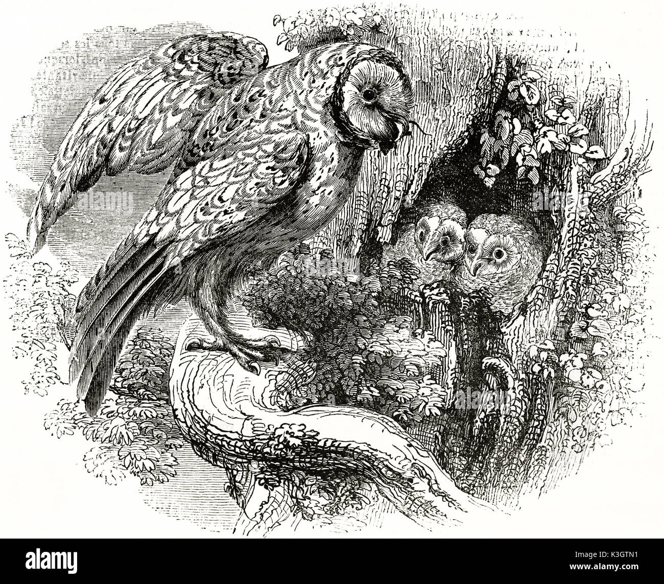 Old illustration of a Barn Owl nest (Tito alba). By unidentified author ...