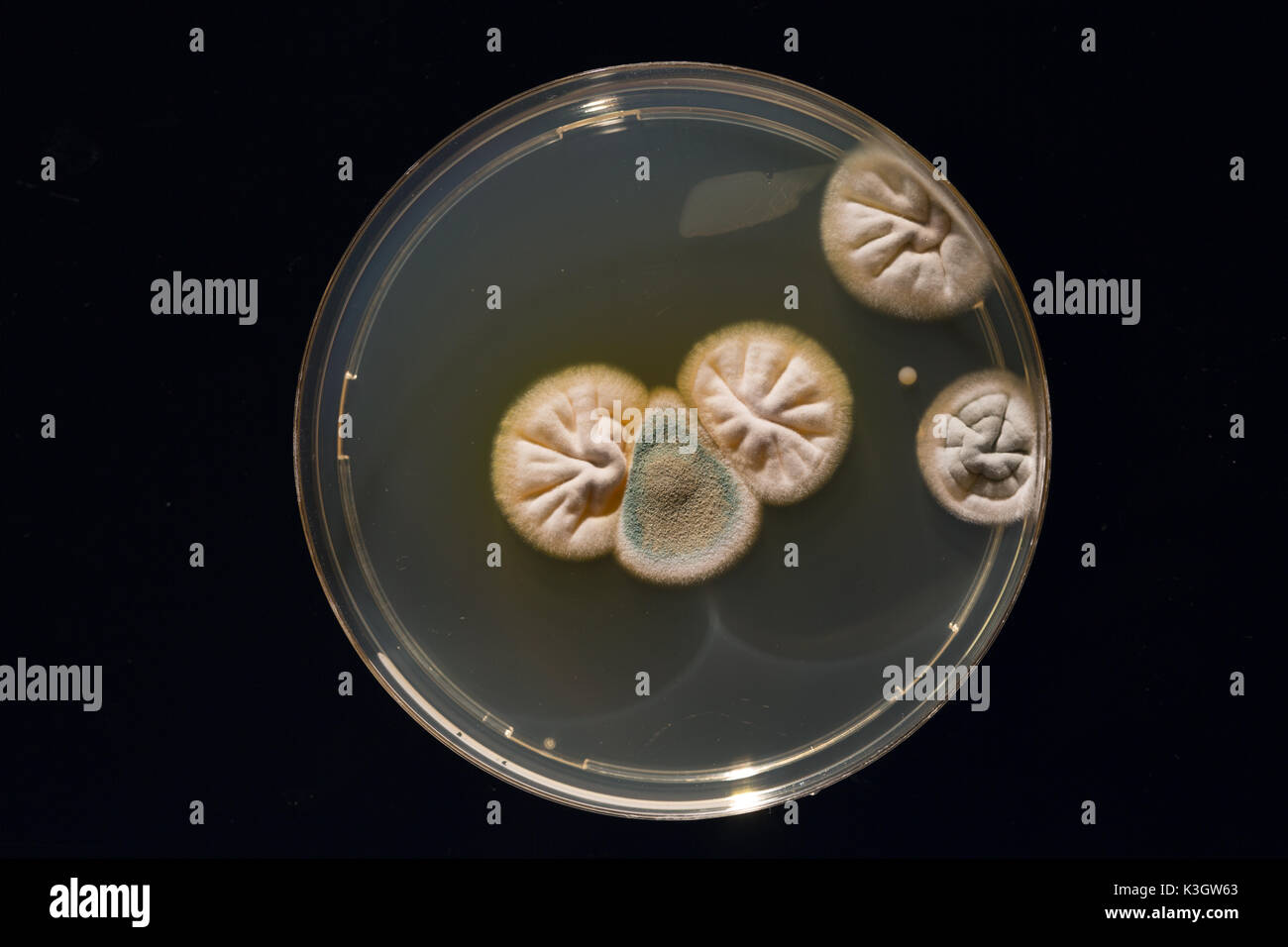 A petri dish with growing cultures of microorganisms, fungi and ...
