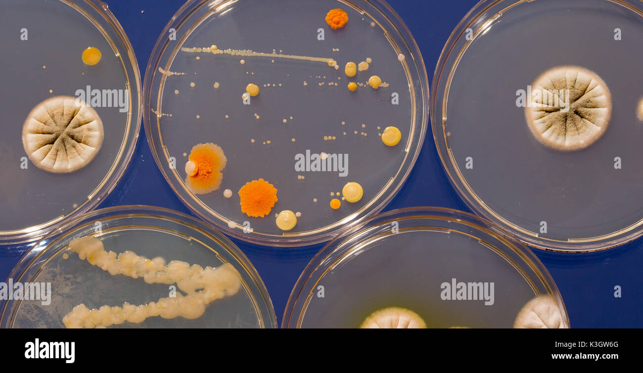 Bacterial cell growing High Resolution Stock Photography and Images - Alamy