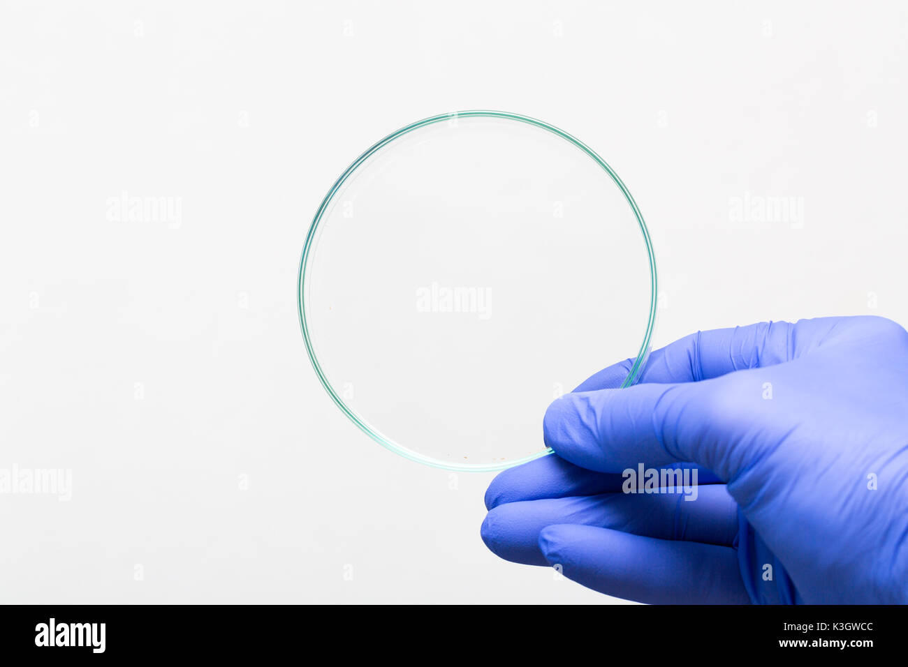 Empty petri dish for growing cultures of microorganisms in doctor hand ...