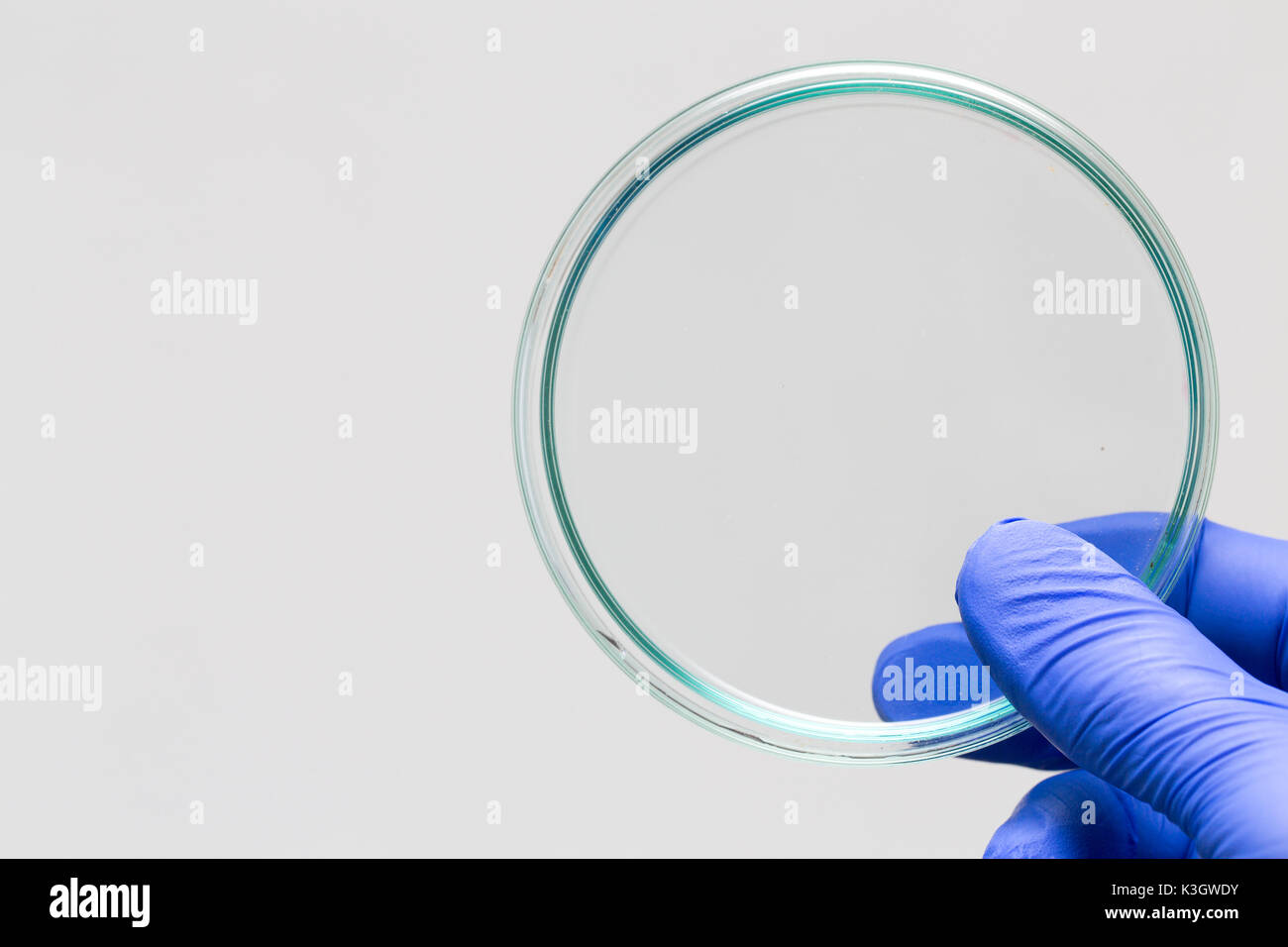 Empty petri dish for growing cultures of microorganisms in doctor hand ...