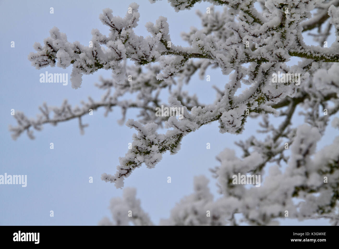 Frozen branches of a tree in winter Stock Photo - Alamy