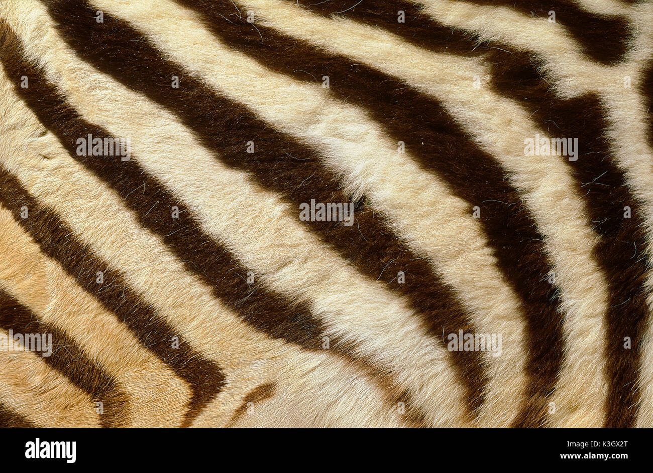 Fur of a zebra Stock Photo - Alamy