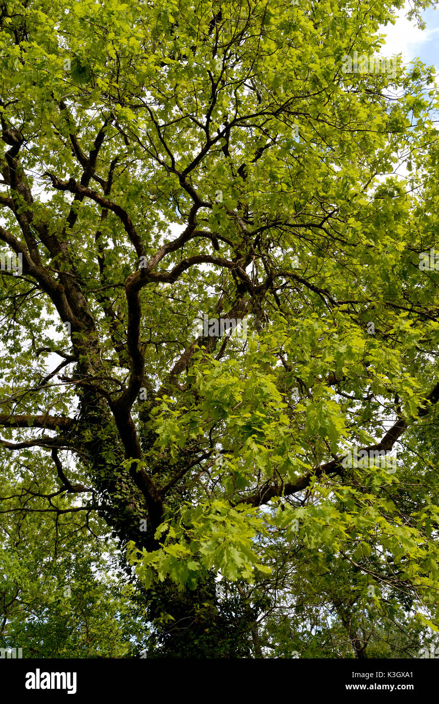 Broad-leaved trees in the spring Stock Photo - Alamy