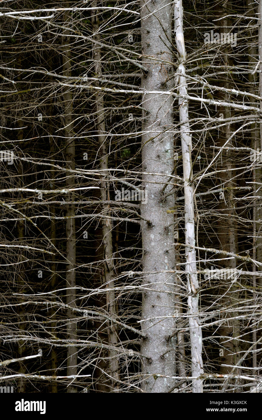 dead coniferous forest Stock Photo - Alamy