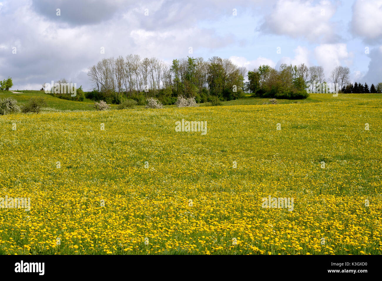 Blossoming meadow hi-res stock photography and images - Alamy