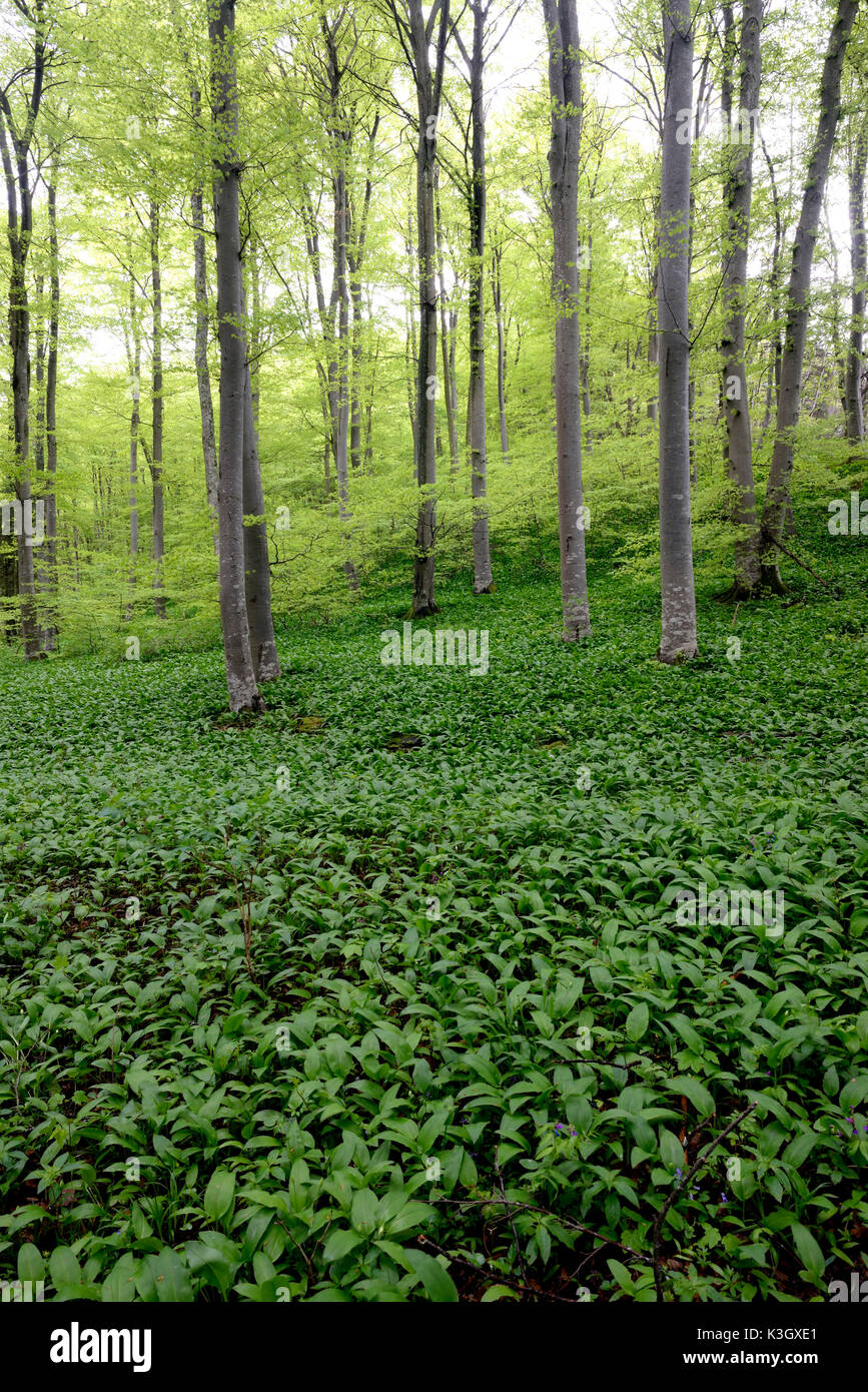 green deciduous forest at Ippingen in the spring Stock Photo - Alamy