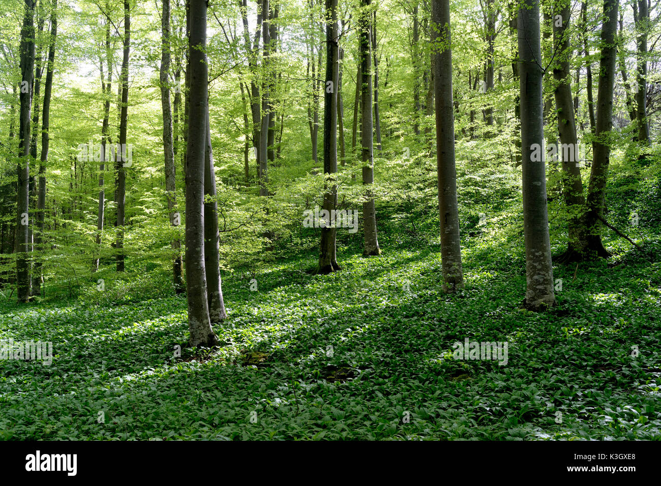 green deciduous forest at Ippingen in the spring Stock Photo - Alamy