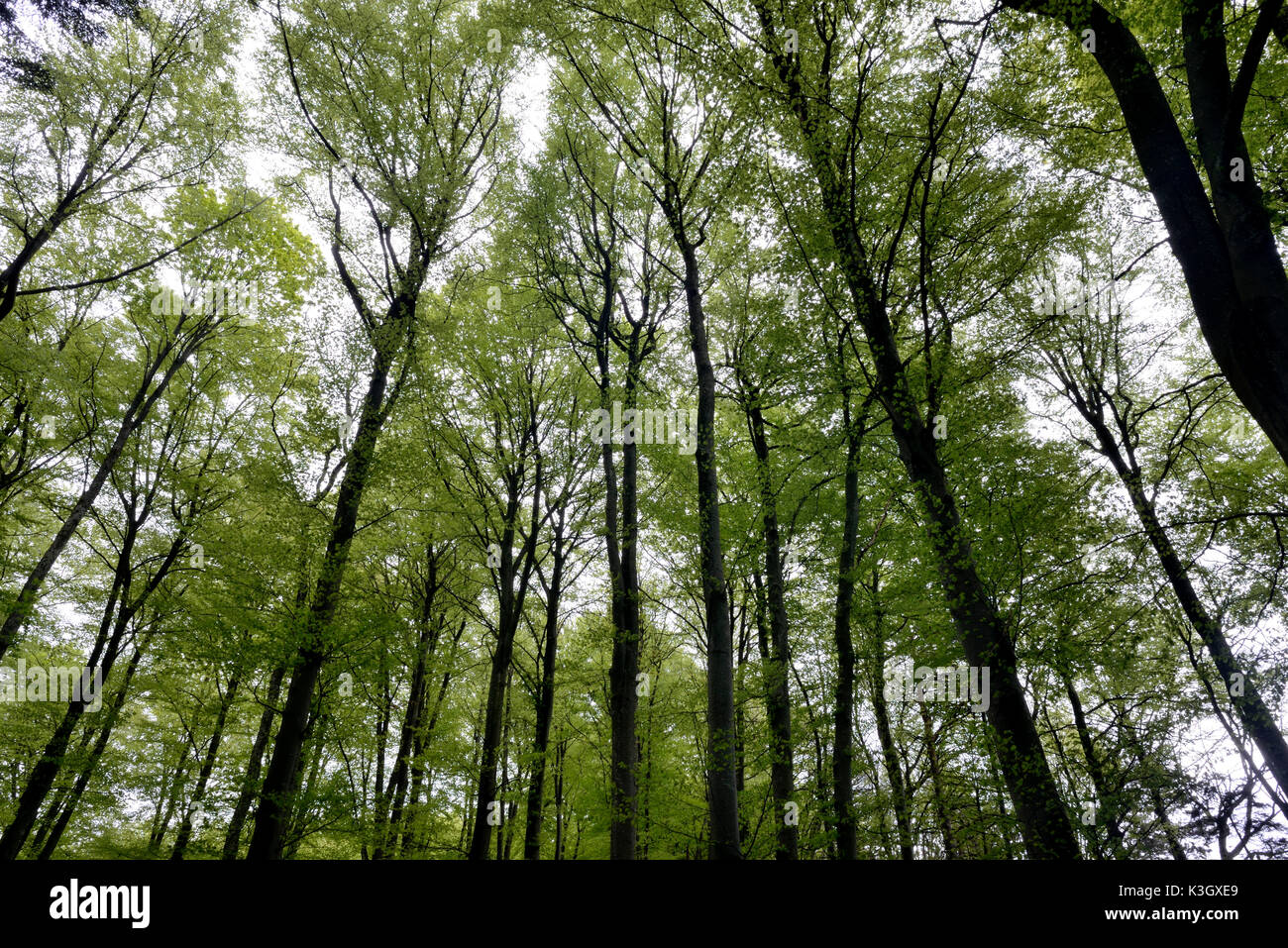 green deciduous forest at Ippingen in the spring Stock Photo - Alamy
