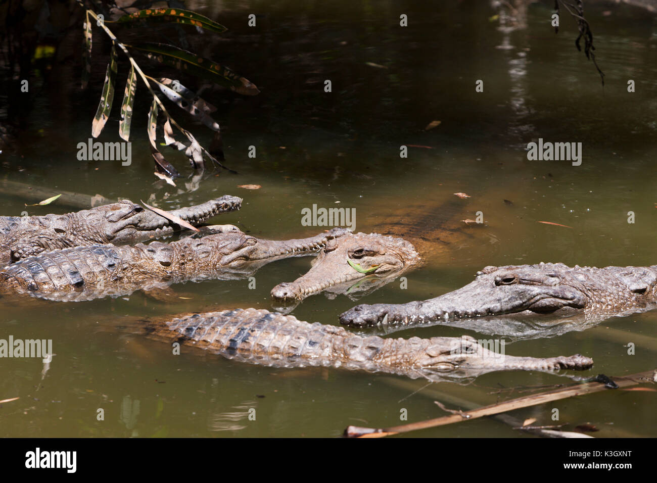 Freshwater Crocodile, Crocodylus johnstoni, Queensland, Australia Stock ...