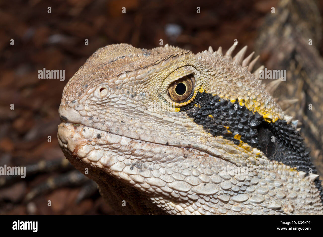 Dragon lizards up close hi-res stock photography and images - Alamy