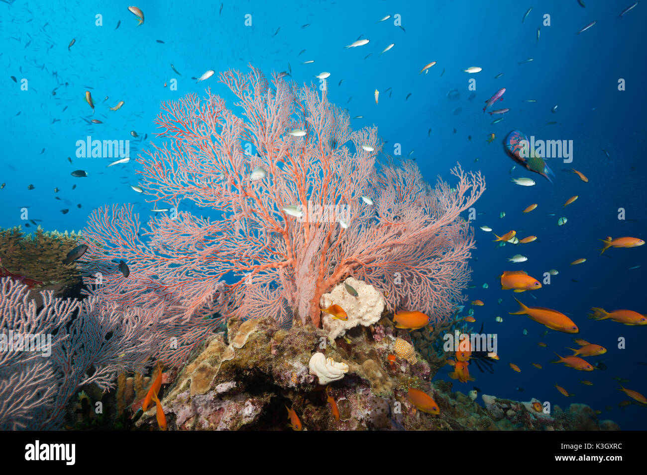 Fan coral great barrier reef hi-res stock photography and images - Alamy