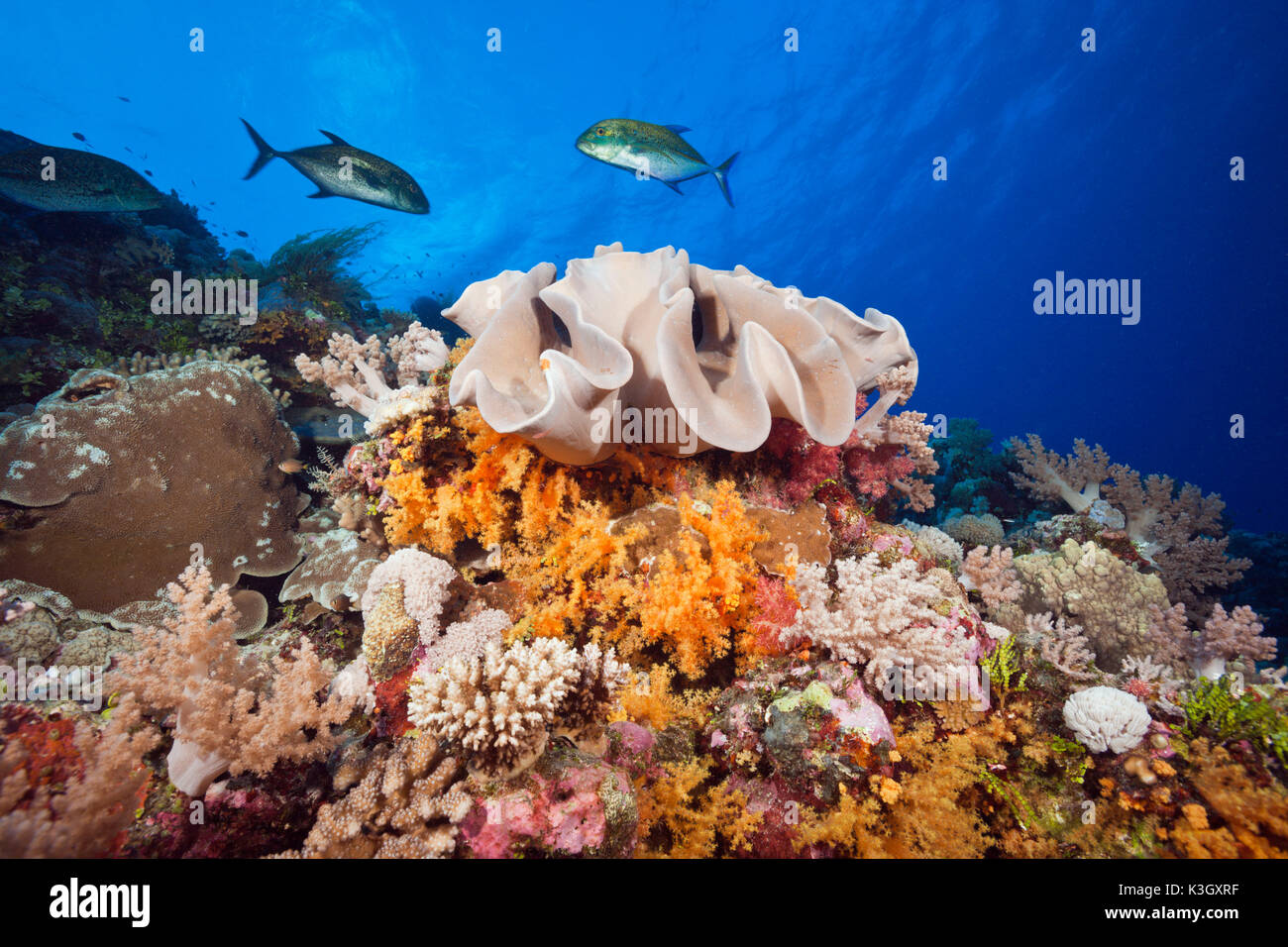 Species-rich Coral Reef, Osprey Reef, Coral Sea, Australia Stock Photo ...