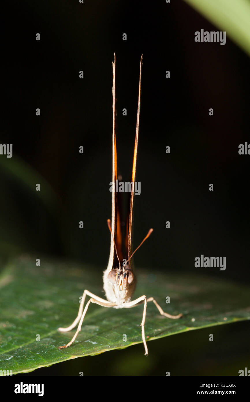 The Cruiser Butterfly, Vindula arsinoe, Queensland, Australia Stock ...