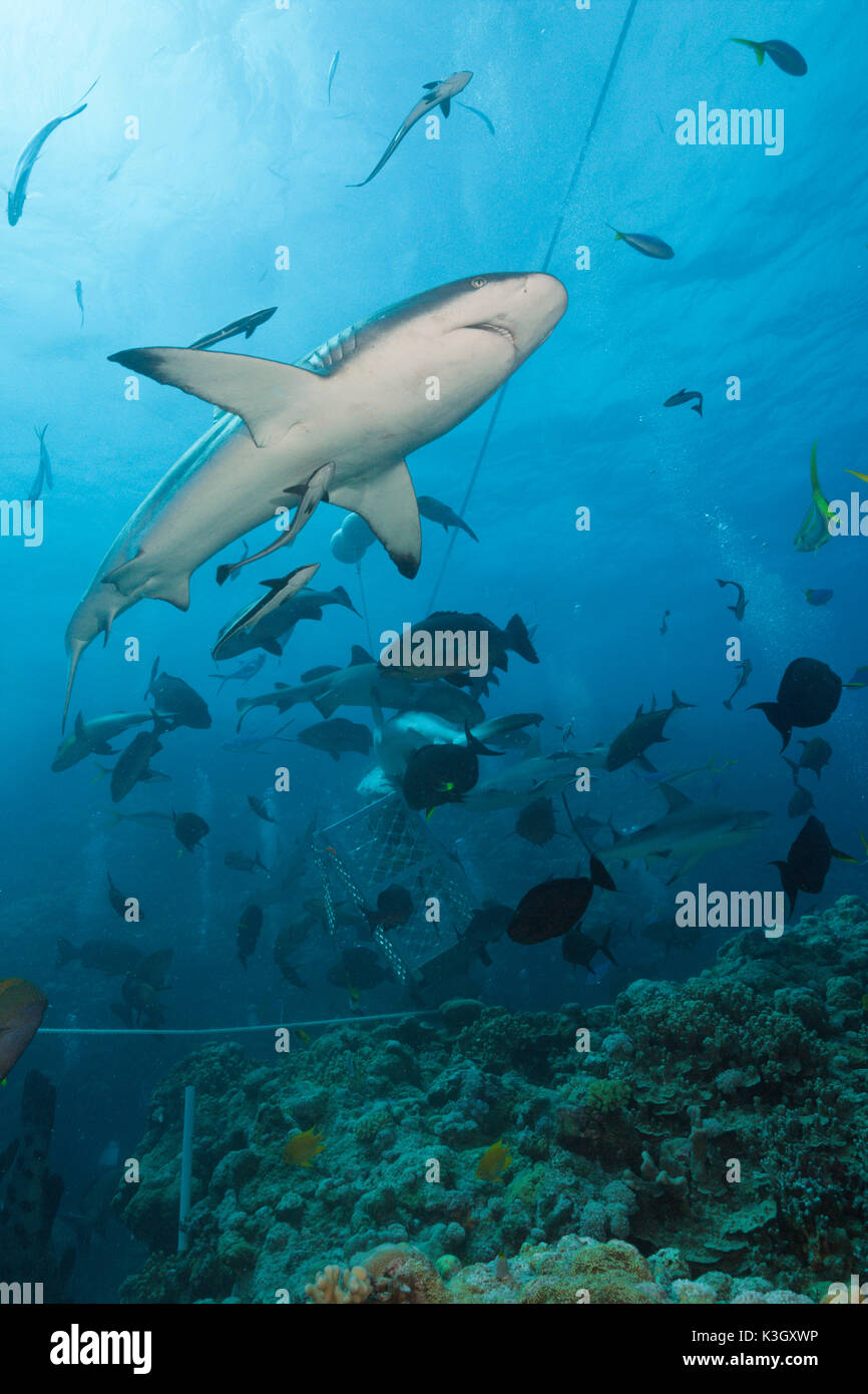 Grey Reef Shark during feeding frenzy, Carcharhinus amblyrhynchos ...