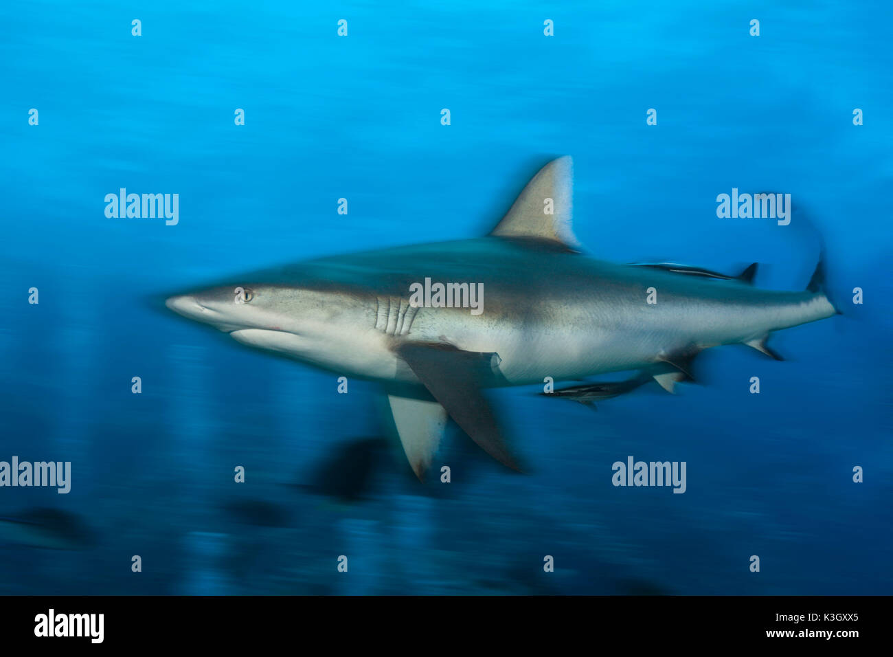 Grey Reef Shark, Carcharhinus amblyrhynchos, Osprey Reef, Coral Sea ...