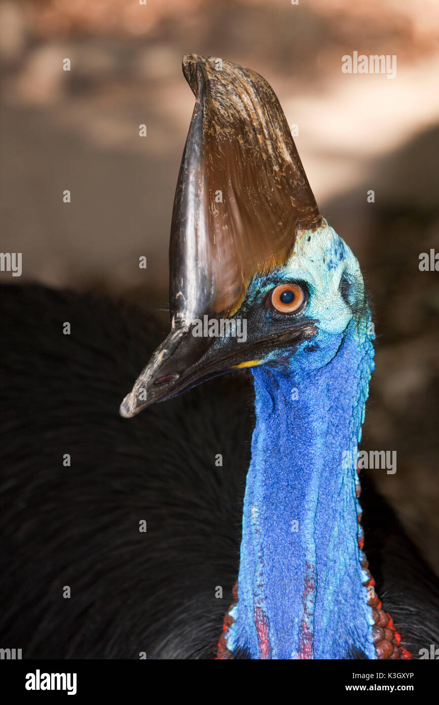 Southern Cassowary, Casuarius casuarius, Queensland, Australia Stock ...