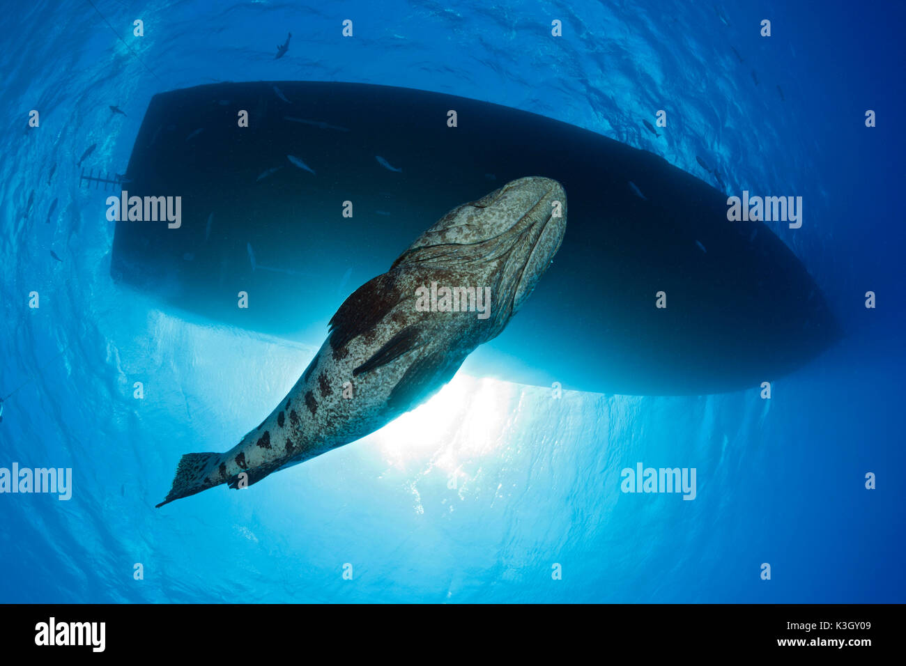 Potato Cod, Epinephelus tukula, Cod Hole, Great Barrier Reef, Australia ...