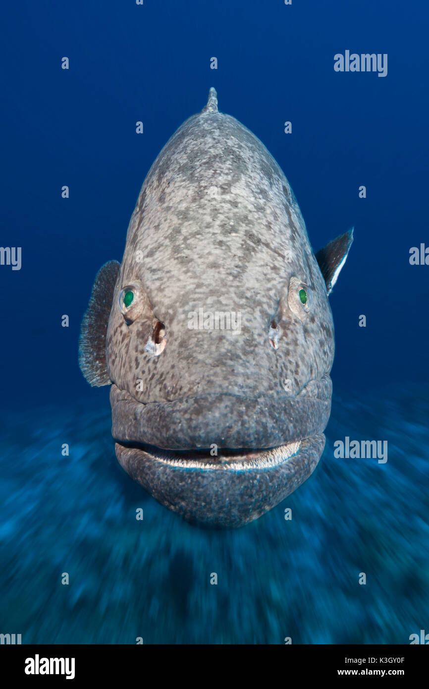 Potato Cod, Epinephelus tukula, Osprey Reef, Coral Sea, Australia Stock ...