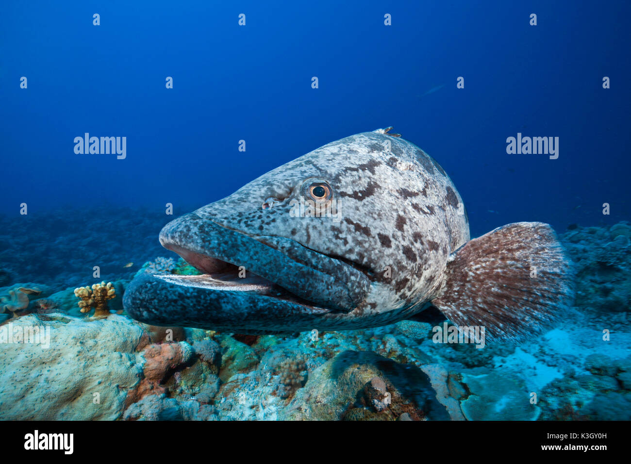 Potato Cod, Epinephelus tukula, Osprey Reef, Coral Sea, Australia Stock ...