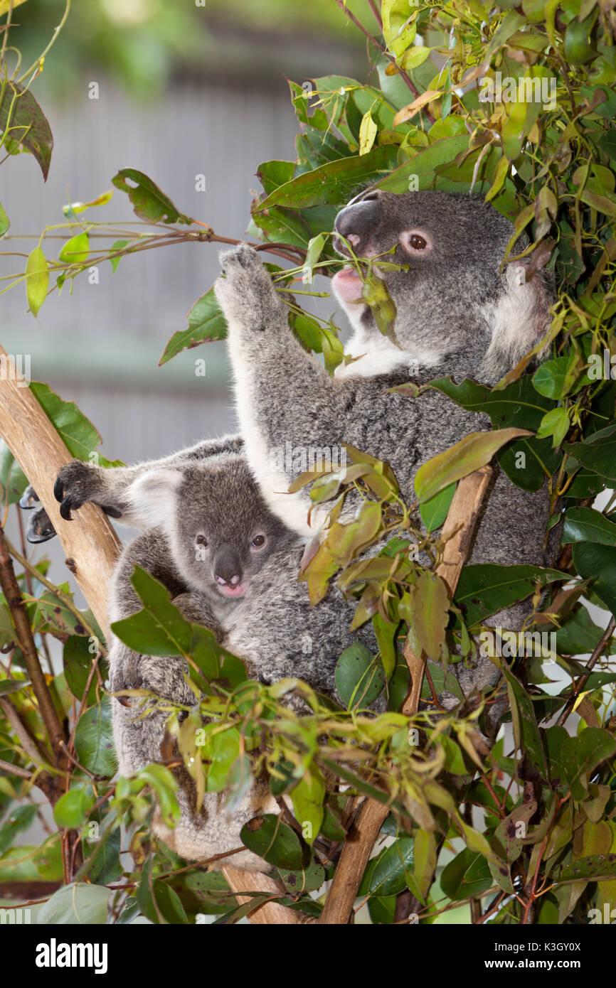 Koala, Mother and Joey, Phascolarctos cinereus, Brisbane, Australia Stock Photo - Alamy