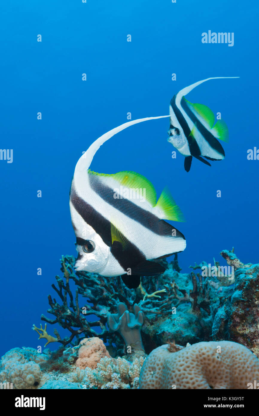 Pair of longfin bannerfish hi-res stock photography and images - Alamy