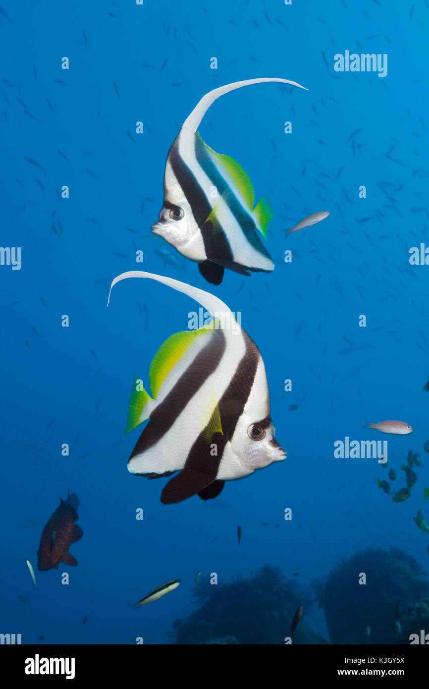 Pair of Longfin Bannerfish, Heniochus acuminatus, Great Barrier Reef ...