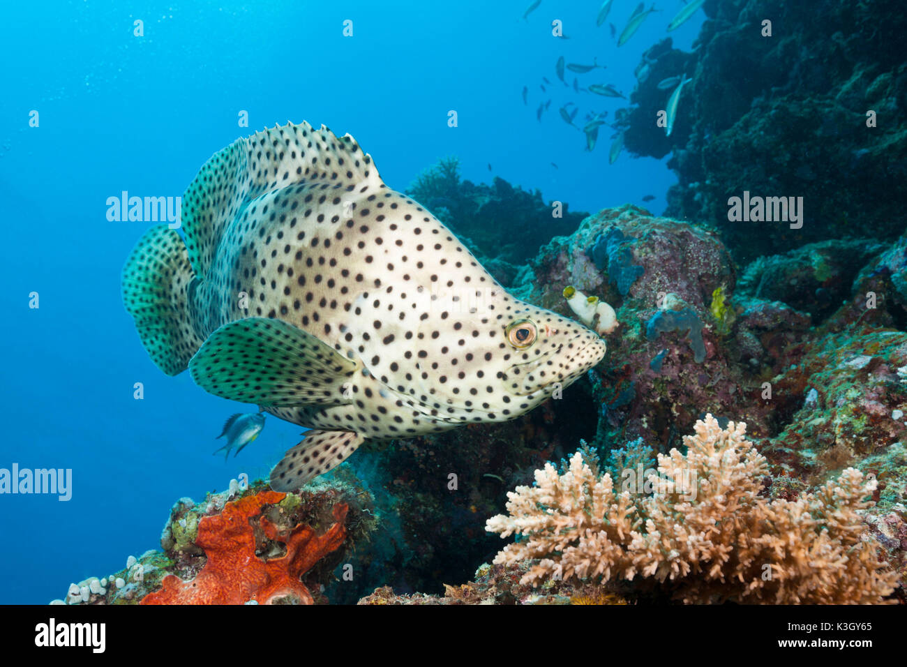 Barramundi Cod, Cromileptes altivelis, Great Barrier Reef, Australia ...