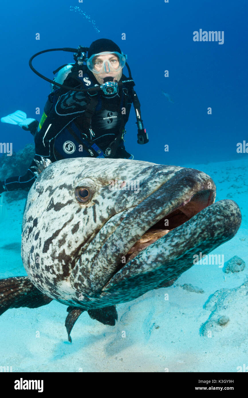 Scuba Diver and Potato Cod, Epinephelus tukula, Cod Hole, Great Barrier ...