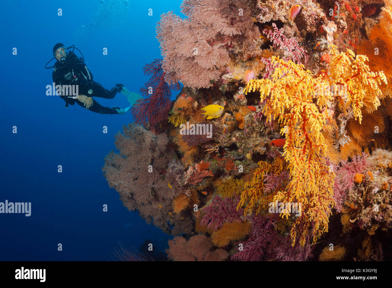 Scuba Diver over Coral Reef, Osprey Reef, Coral Sea, Australia Stock ...