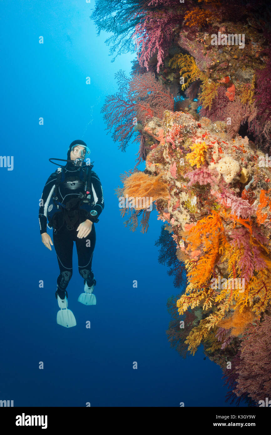 Scuba Diver over Coral Reef, Osprey Reef, Coral Sea, Australia Stock ...