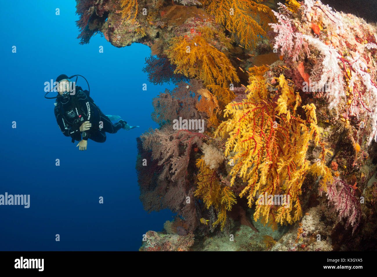 Scuba Diver over Coral Reef, Osprey Reef, Coral Sea, Australia Stock ...